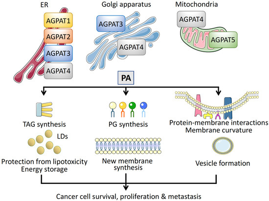 Lipid Metabolism in Cancer: The Role of Acylglycerolphosphate ...