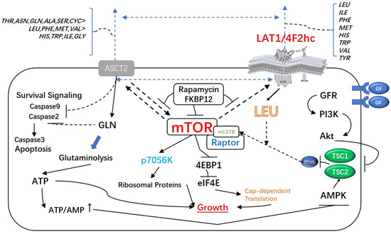 Cancers | Free Full-Text | Contribution of LAT1-4F2hc in Urological ...