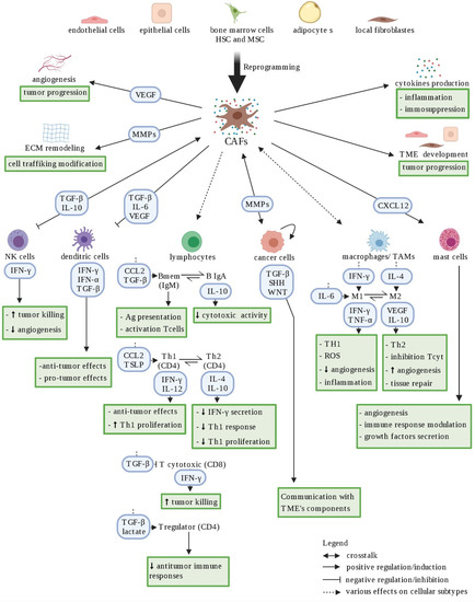 Dynamic Cancer Cell Heterogeneity: Diagnostic and Therapeutic Implications