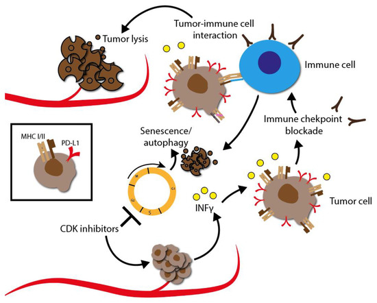 The Renaissance of Cyclin Dependent Kinase Inhibitors