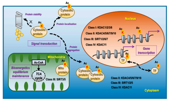 Cancers | Special Issue : Cancer Epigenomics: New Clinical ...