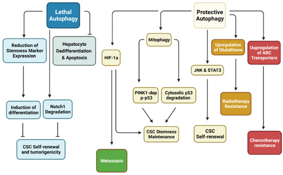 Autophagy Regulation on Cancer Stem Cell Maintenance, Metastasis, and ...