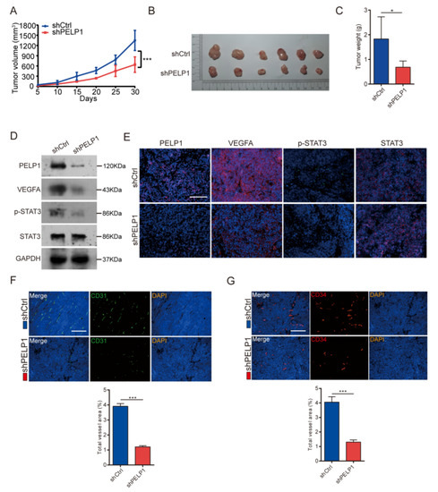 Targeting PELP1 Attenuates Angiogenesis and Enhances Chemotherapy ...