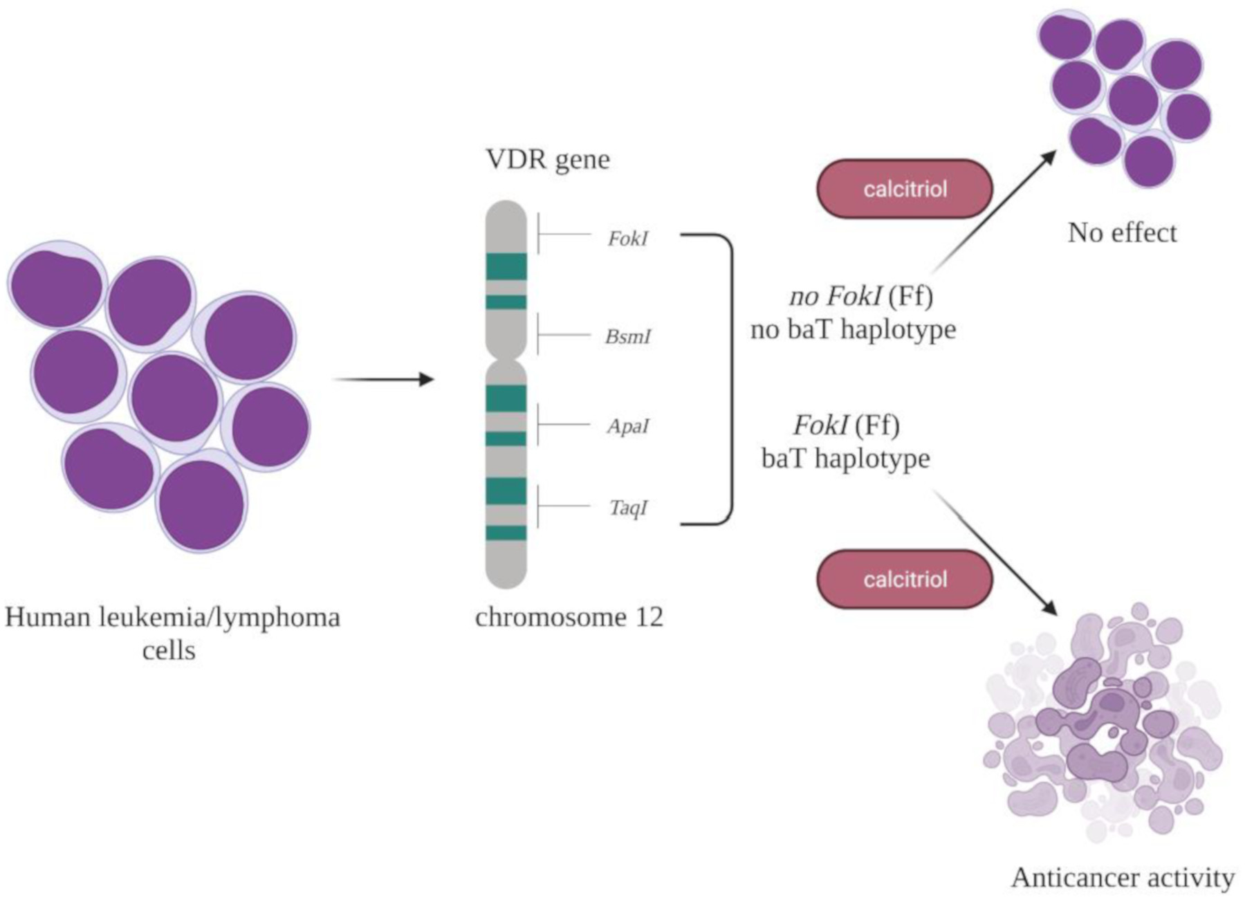 Cancers | Free Full-Text | Polymorphism of VDR Gene and the Sensitivity ...