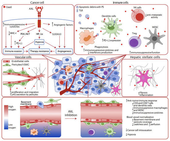 AXL Receptor Tyrosine Kinase as a Promising Therapeutic Target ...