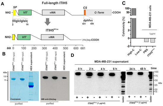 ITIH5-Derived Polypeptides Covering the VIT Domain Suppress the Growth ...