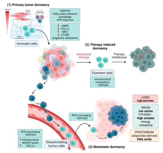 Metabolic Features of Tumor Dormancy: Possible Therapeutic Strategies