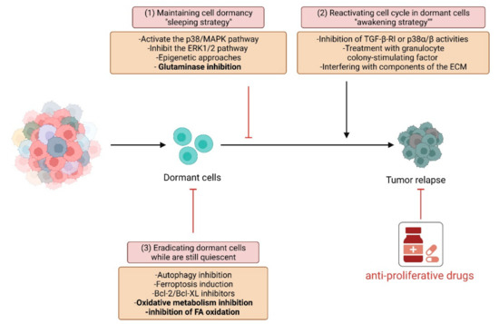 Metabolic Features of Tumor Dormancy: Possible Therapeutic Strategies