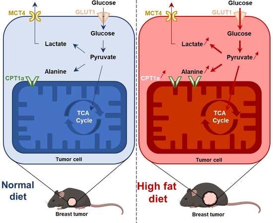 Cancers | Free Full-Text | Tumor Metabolism Is Affected by Obesity in ...