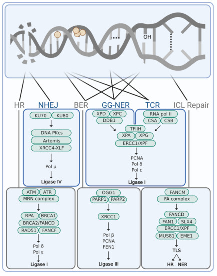 Chemotherapy Side-Effects: Not All DNA Damage Is Equal