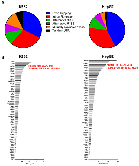 RBM22, a Key Player of Pre-mRNA Splicing and Gene Expression Regulation ...