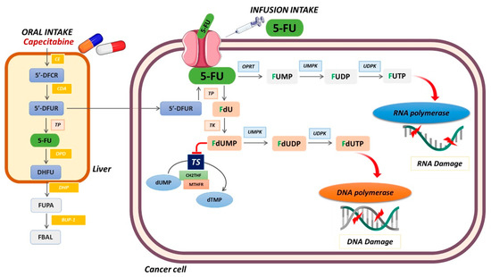 Epigenetic Approaches to Overcome Fluoropyrimidines Resistance in Solid ...