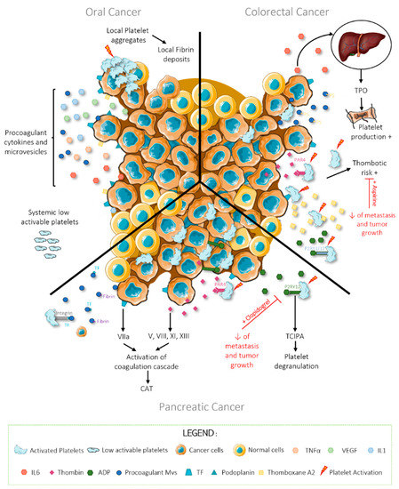 Platelet and Cancer-Cell Interactions Modulate Cancer-Associated ...