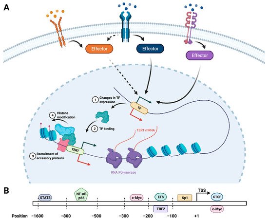 Cancers Free Full Text Telomerase In Cancer Function Regulation