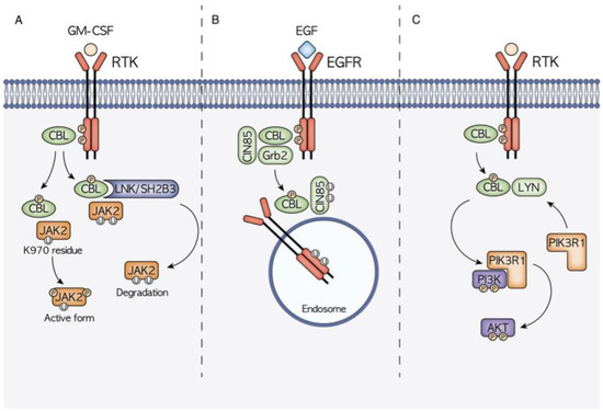 Role of CBL Mutations in Cancer and Non-Malignant Phenotype