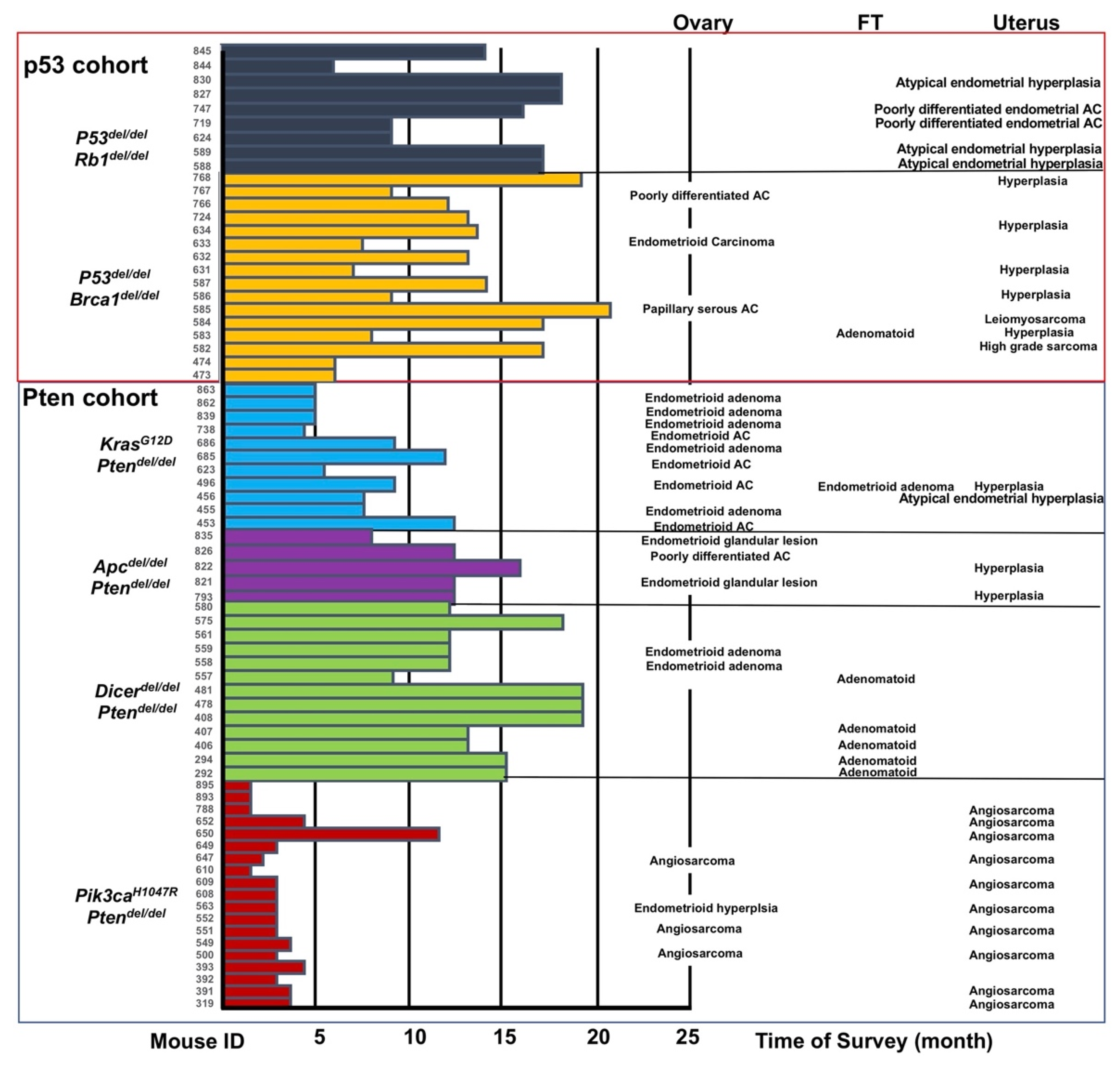 Oncogenic Events Dictate the Types and Locations of Gynecological ...