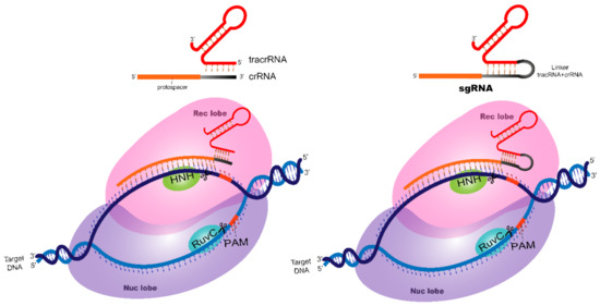 Gene Editing with CRISPR/Cas Methodology and Thyroid Cancer: Where Are We?