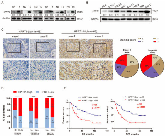 HPRT1 Promotes Chemoresistance in Oral Squamous Cell Carcinoma via ...