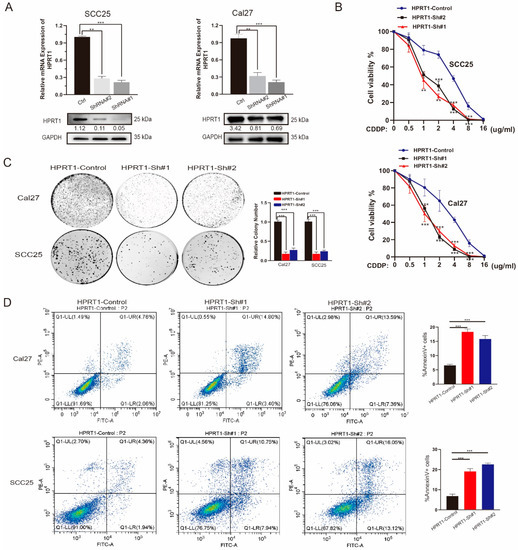 HPRT1 Promotes Chemoresistance in Oral Squamous Cell Carcinoma via ...