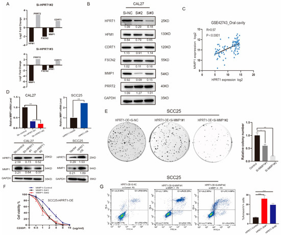 HPRT1 Promotes Chemoresistance in Oral Squamous Cell Carcinoma via ...