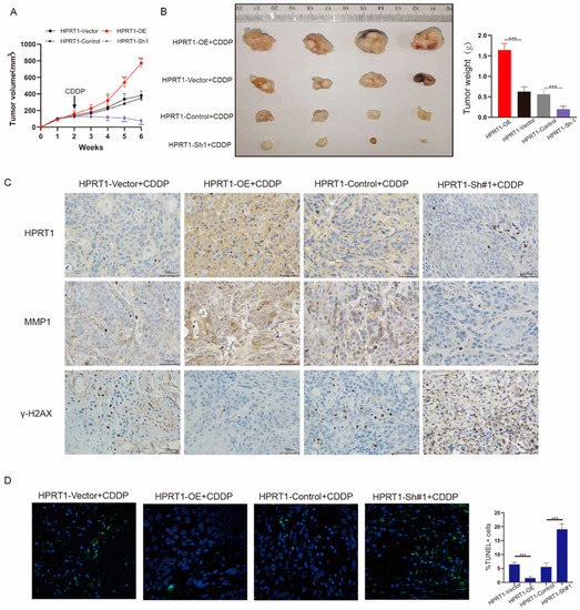 HPRT1 Promotes Chemoresistance in Oral Squamous Cell Carcinoma via ...