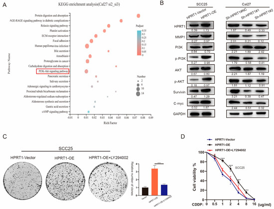 HPRT1 Promotes Chemoresistance in Oral Squamous Cell Carcinoma via ...