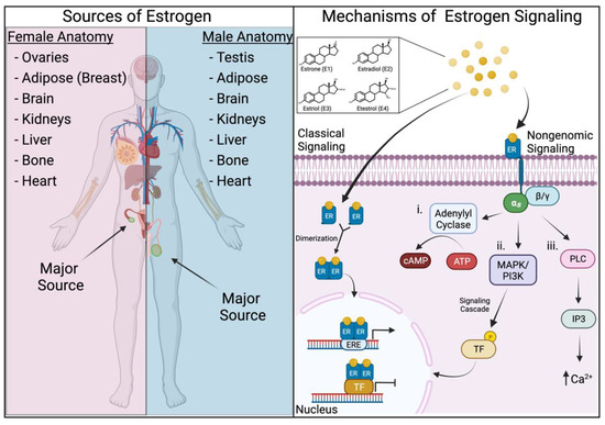 The Impact of Estrogens and Their Receptors on Immunity and ...