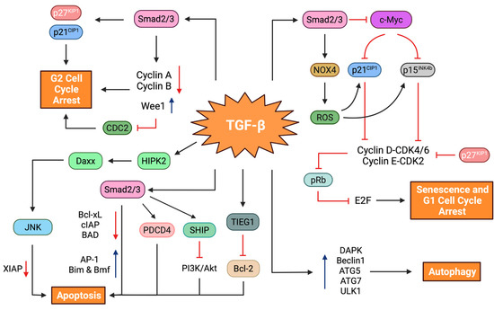 The Bright and the Dark Side of TGF-β Signaling in Hepatocellular ...