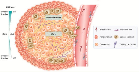 Dissecting Tumor Growth: The Role of Cancer Stem Cells in Drug ...