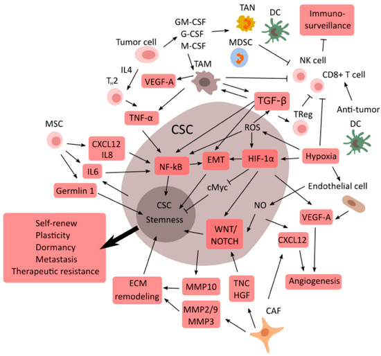 Dissecting Tumor Growth: The Role of Cancer Stem Cells in Drug ...
