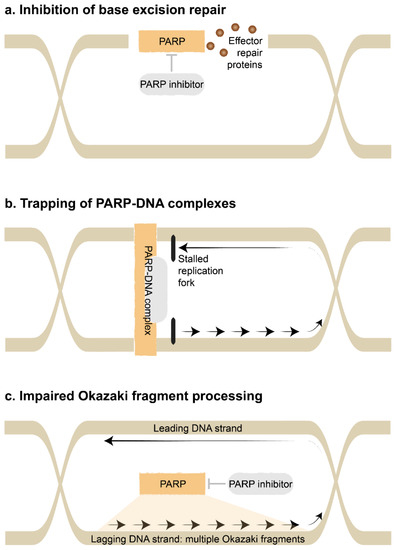 PARP Inhibitors in Glioma: A Review of Therapeutic Opportunities