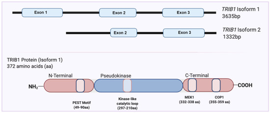 The Pseudokinase TRIB1 in Immune Cells and Associated Disorders