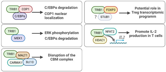 The Pseudokinase TRIB1 in Immune Cells and Associated Disorders
