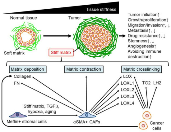 Matrix Stiffness Contributes to Cancer Progression by Regulating ...