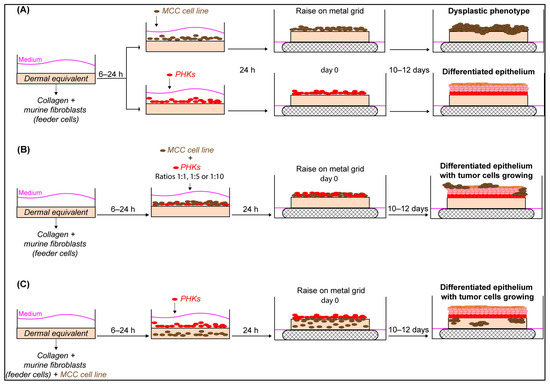 Organotypic Epithelial Raft Cultures as a Three-Dimensional In Vitro ...