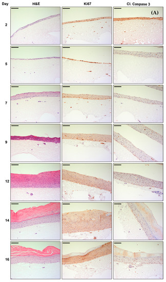 Organotypic Epithelial Raft Cultures as a Three-Dimensional In Vitro ...