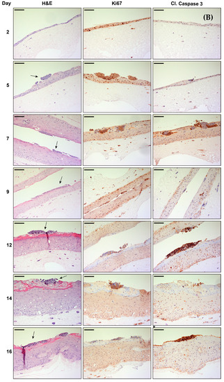 Organotypic Epithelial Raft Cultures as a Three-Dimensional In Vitro ...