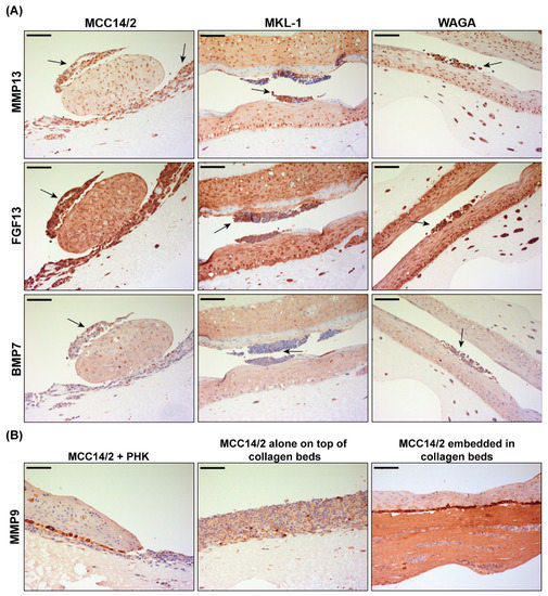 Organotypic Epithelial Raft Cultures as a Three-Dimensional In Vitro ...