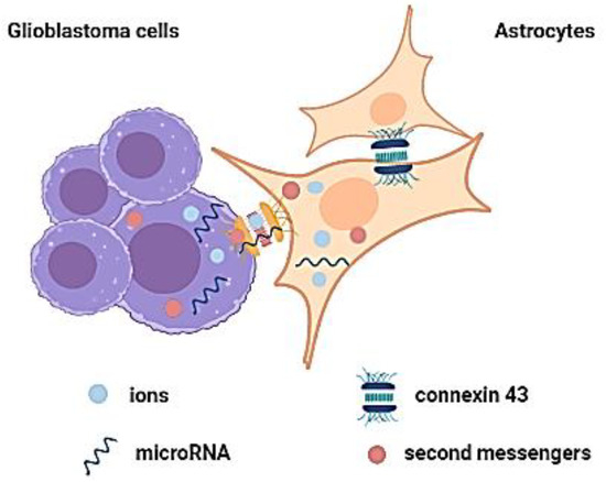 Glioblastoma Microenvironment and Cellular Interactions
