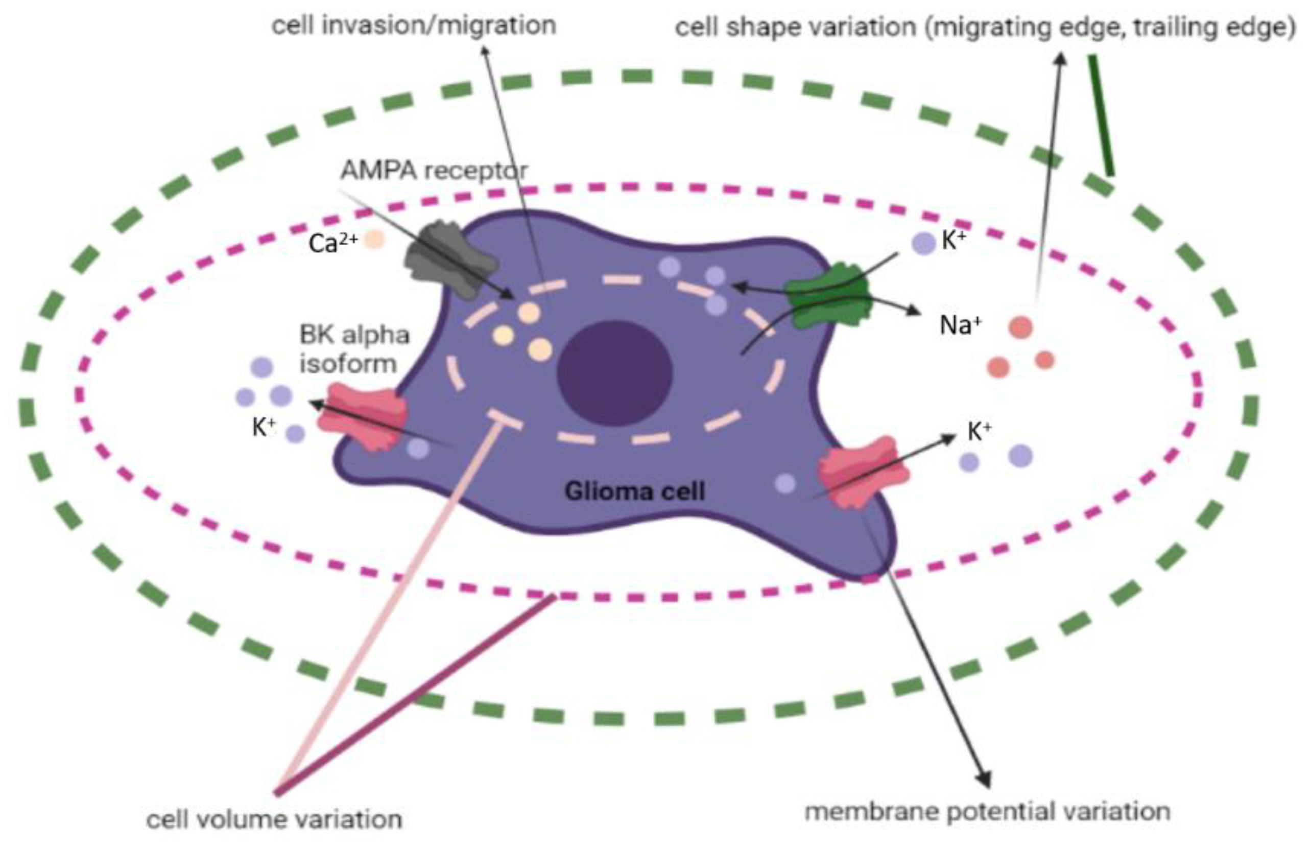 Glioblastoma Microenvironment and Cellular Interactions