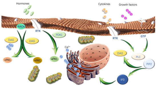 Targeting Protein Kinase C for Cancer Therapy
