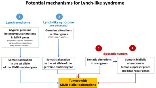 Lynch-like Syndrome: Potential Mechanisms and Management