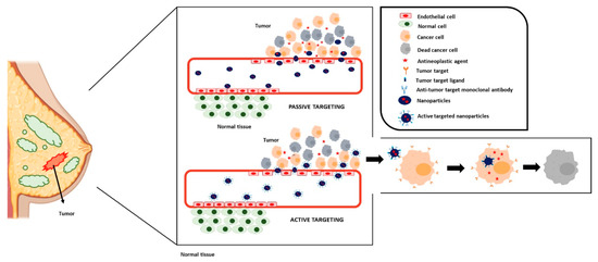 Cancers | Free Full-Text | Actively Targeted Nanomedicines in Breast ...