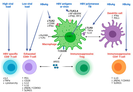 Innate and Adaptive Immunopathogeneses in Viral Hepatitis; Crucial ...