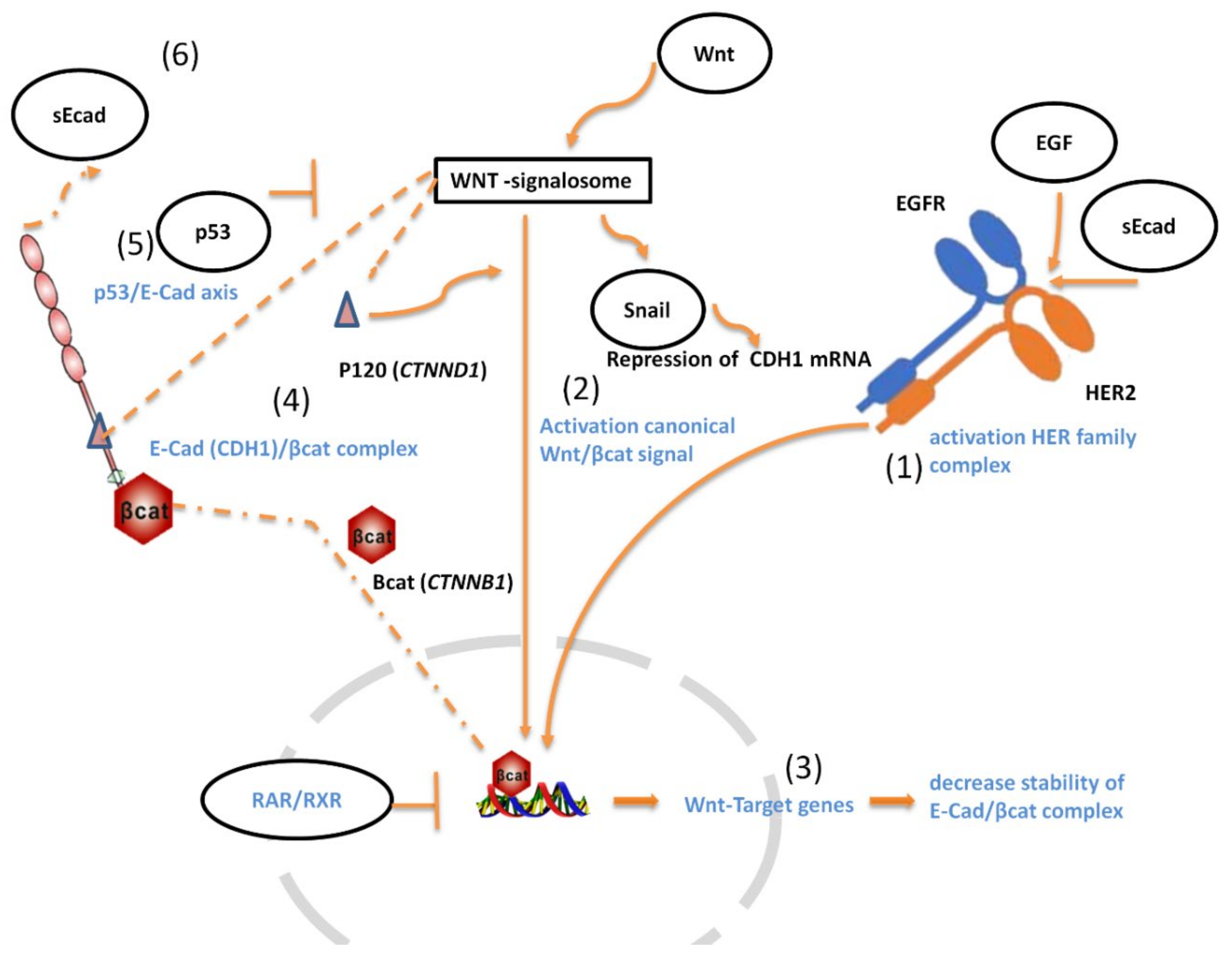Cancers | Free Full-Text | HER2–CDH1 Interaction via Wnt/B-Catenin Is Associated with Patients ...