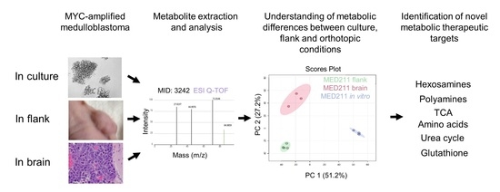 Cancers | Free Full-Text | Comprehensive Metabolic Profiling of MYC-Amplified Medulloblastoma ...