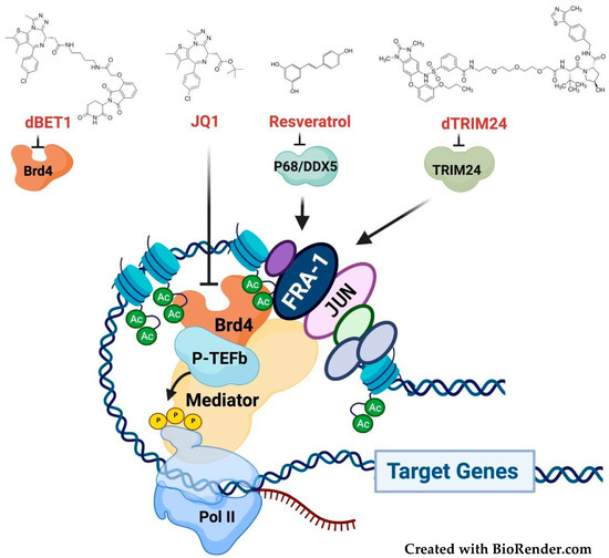 The Fra-1/AP-1 Oncoprotein: From the “Undruggable” Transcription Factor ...