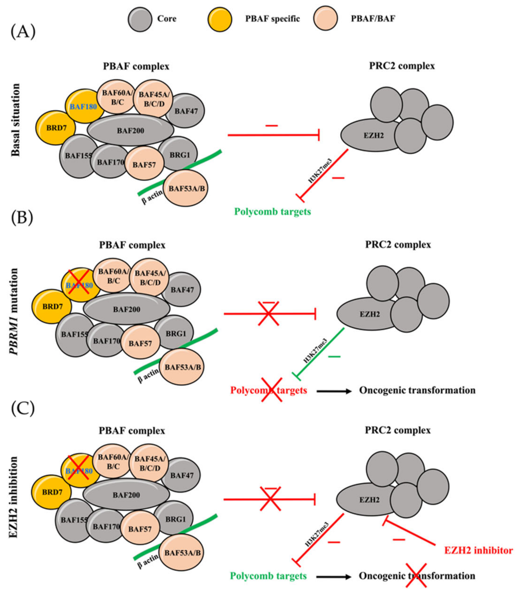 Cancers Free Full Text Dramatic In Vivo Efficacy Of The Ezh2