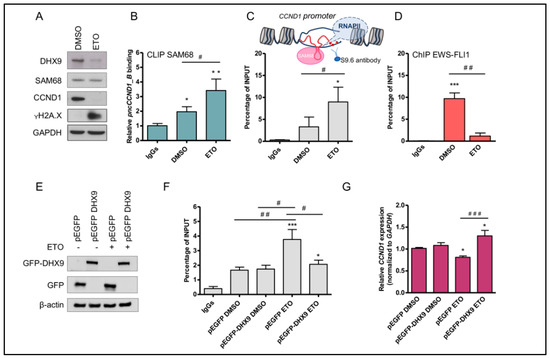 pncCCND1_B Engages an Inhibitory Protein Network to Downregulate CCND1 ...