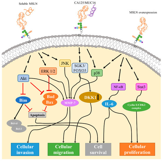 Mesothelin: An Immunotherapeutic Target beyond Solid Tumors